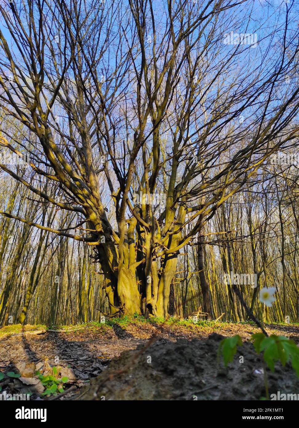 Wide spreading tree hi-res stock photography and images - Alamy