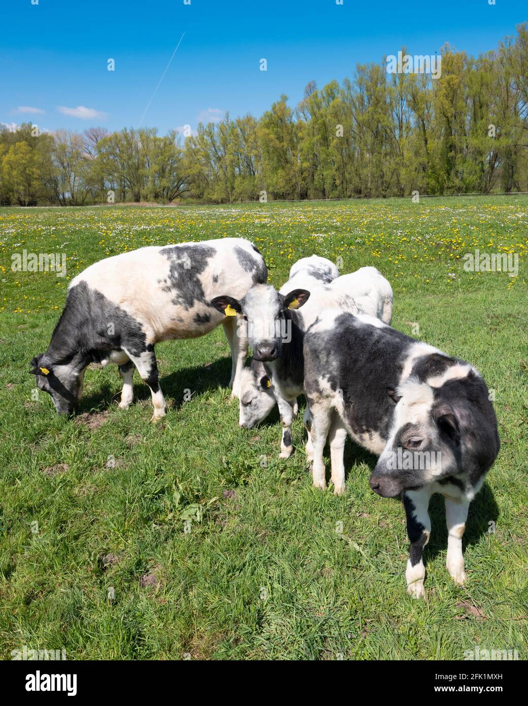 calves in grassy meadow with spring flowers on sunny spring day under ...