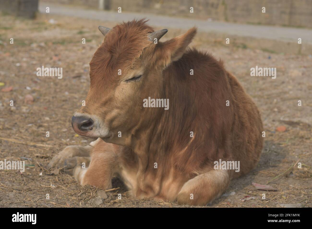 Close up shot of a cow sleeping on the ground Stock Photo - Alamy