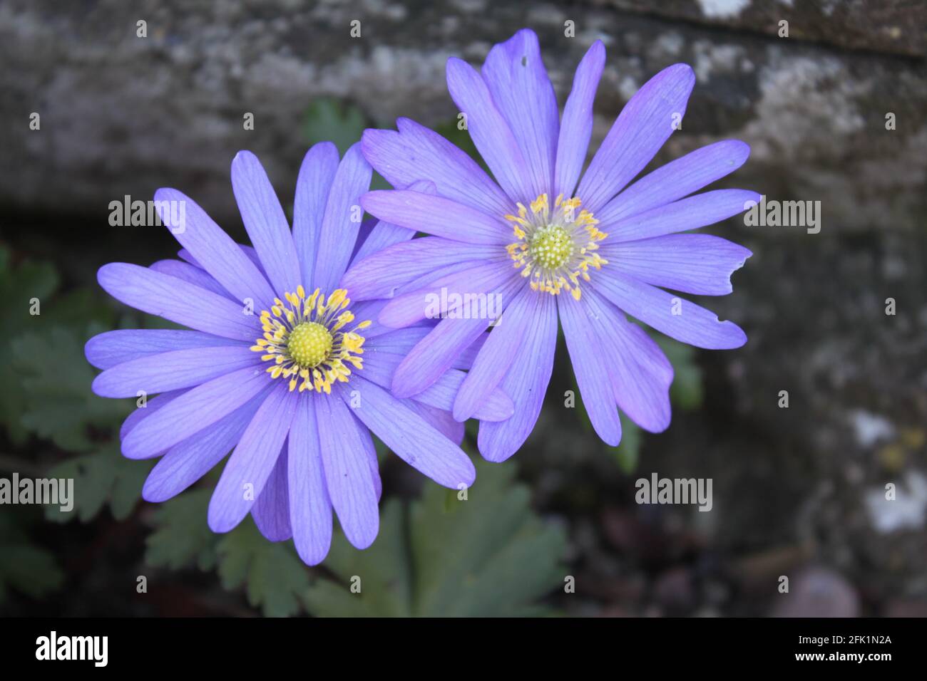 Anemone blanda early spring blooms hi-res stock photography and images ...