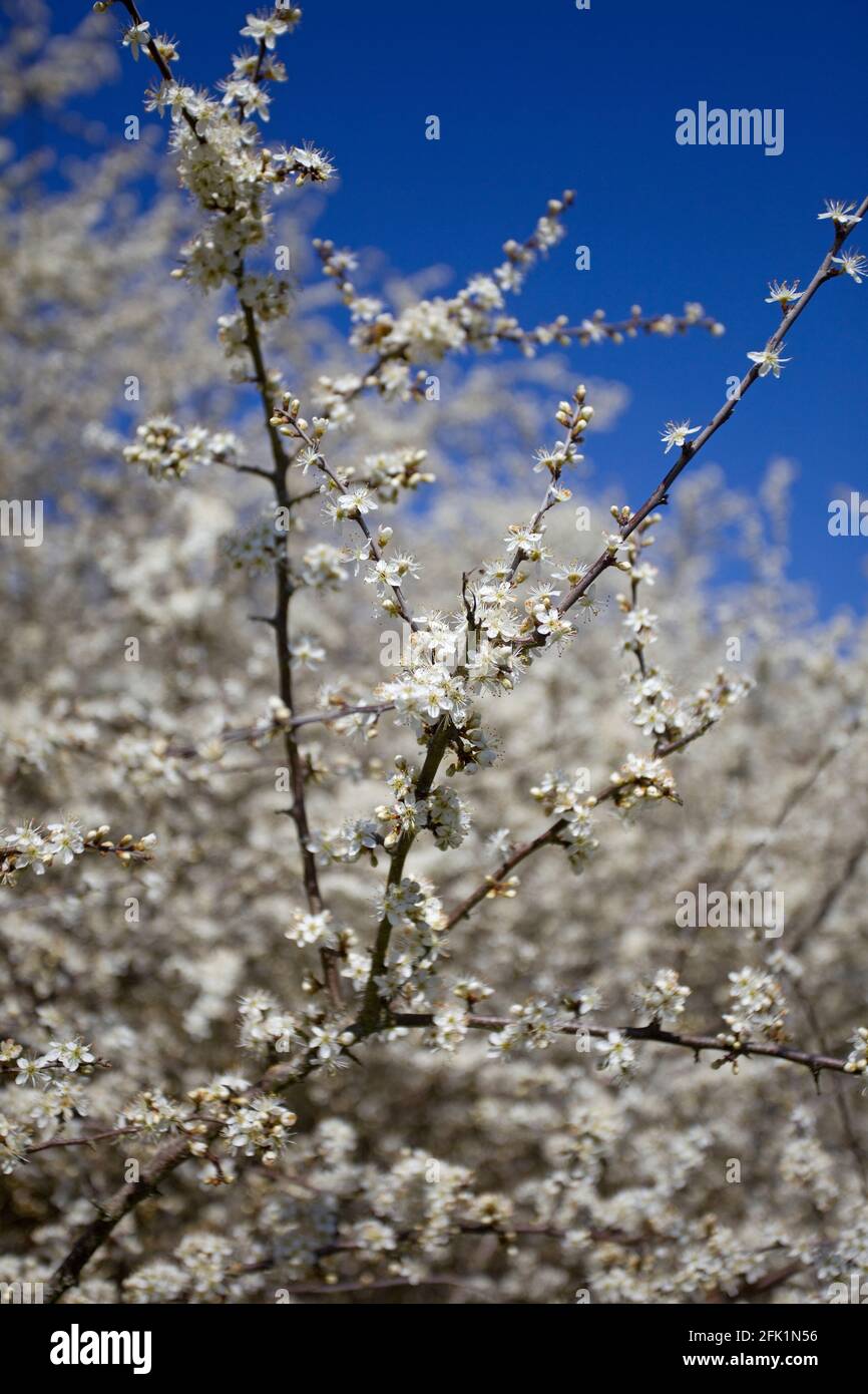 Blackthorn sloe hedge Stock Photo - Alamy