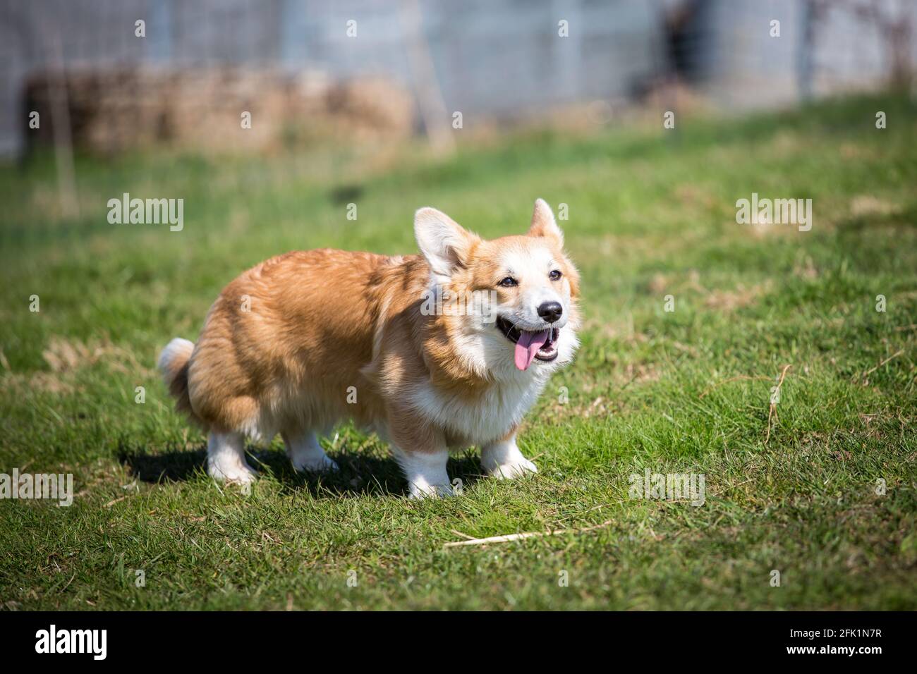 Dog Creeping High Resolution Stock Photography and Images - Alamy