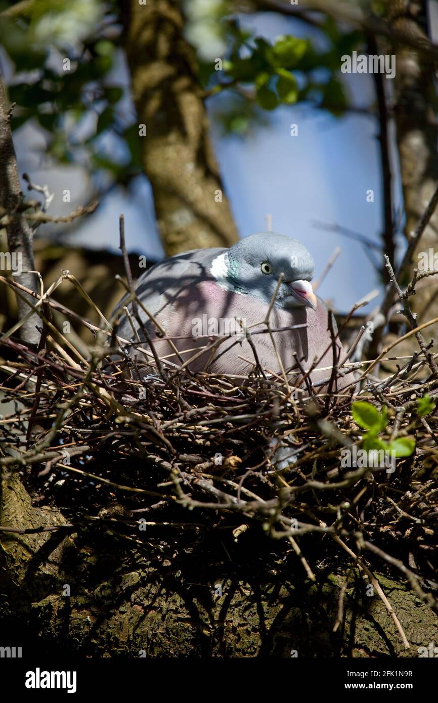 Nesting wood pigeon sat on nest. uk Stock Photo - Alamy