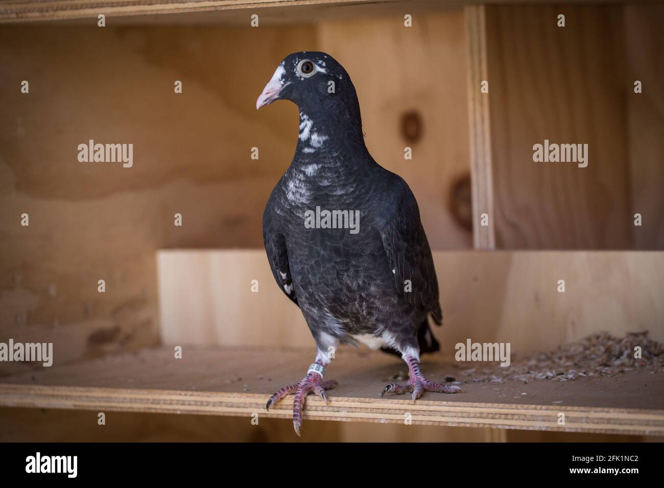 Pigeon black hi-res stock photography and images - Alamy