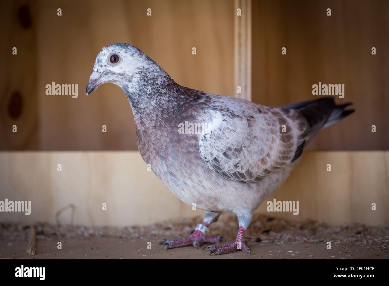 Pigeon Grey High Resolution Stock Photography and Images - Alamy