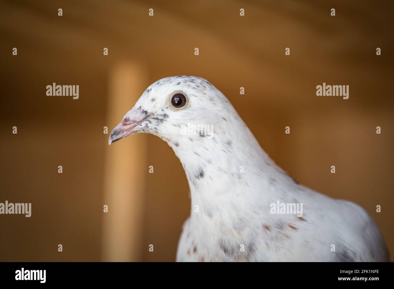 White racing pigeon Stock Photo - Alamy