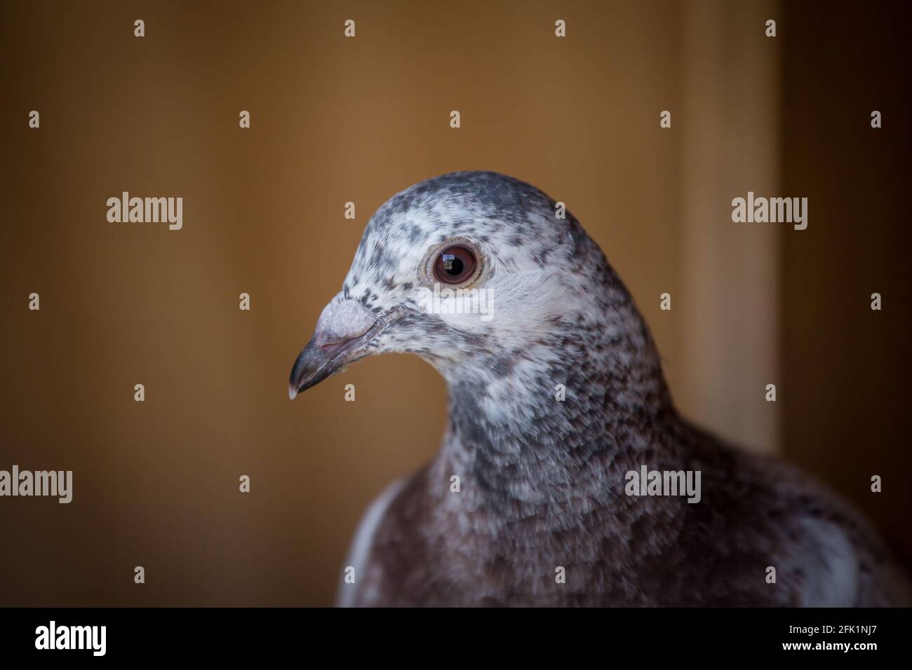 Grey white pigeon hi-res stock photography and images - Alamy