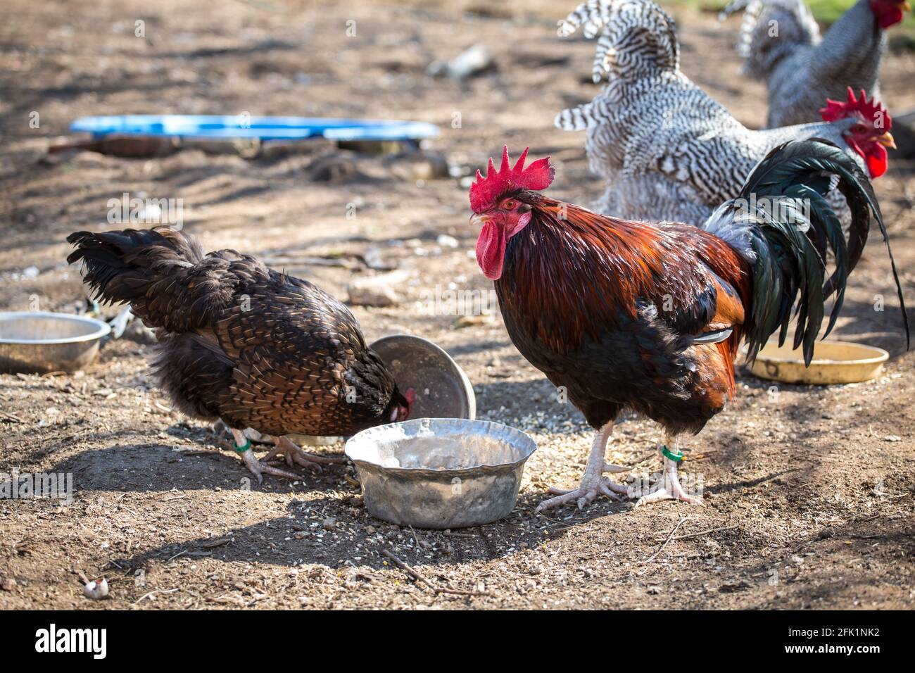 Dorking rooster and hen, an old english chicken breed Stock Photo - Alamy