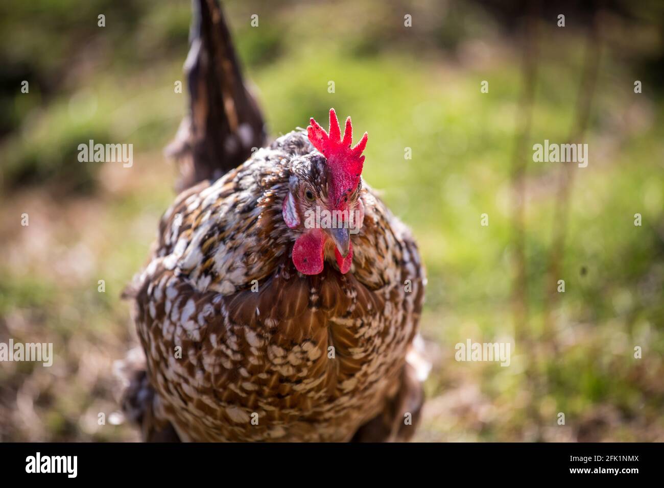 Proveis-Ultentaler hen, a critically endangered chicken breed from ...