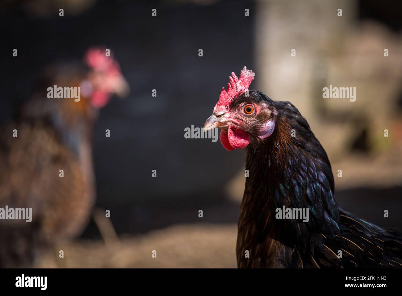 Dorking hen, an old english chicken breed Stock Photo - Alamy