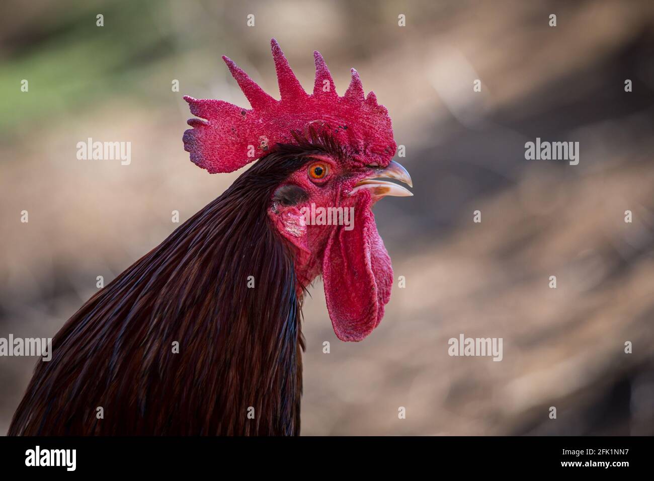 Dorking rooster, an old english chicken breed Stock Photo - Alamy