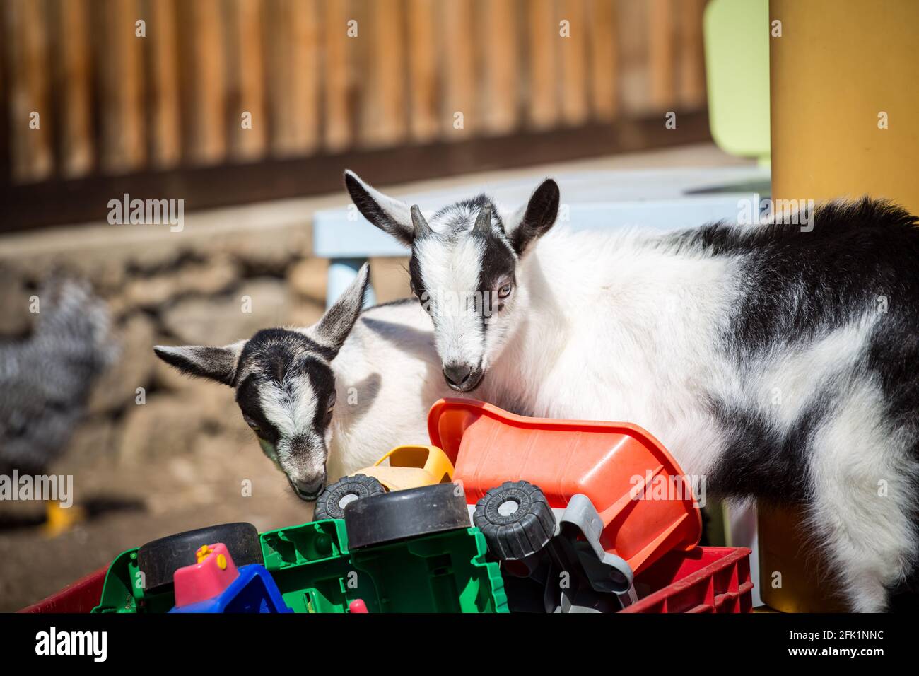Kid goats of the breed "Pfauenziege" (peacock goat), an endangered goat ...