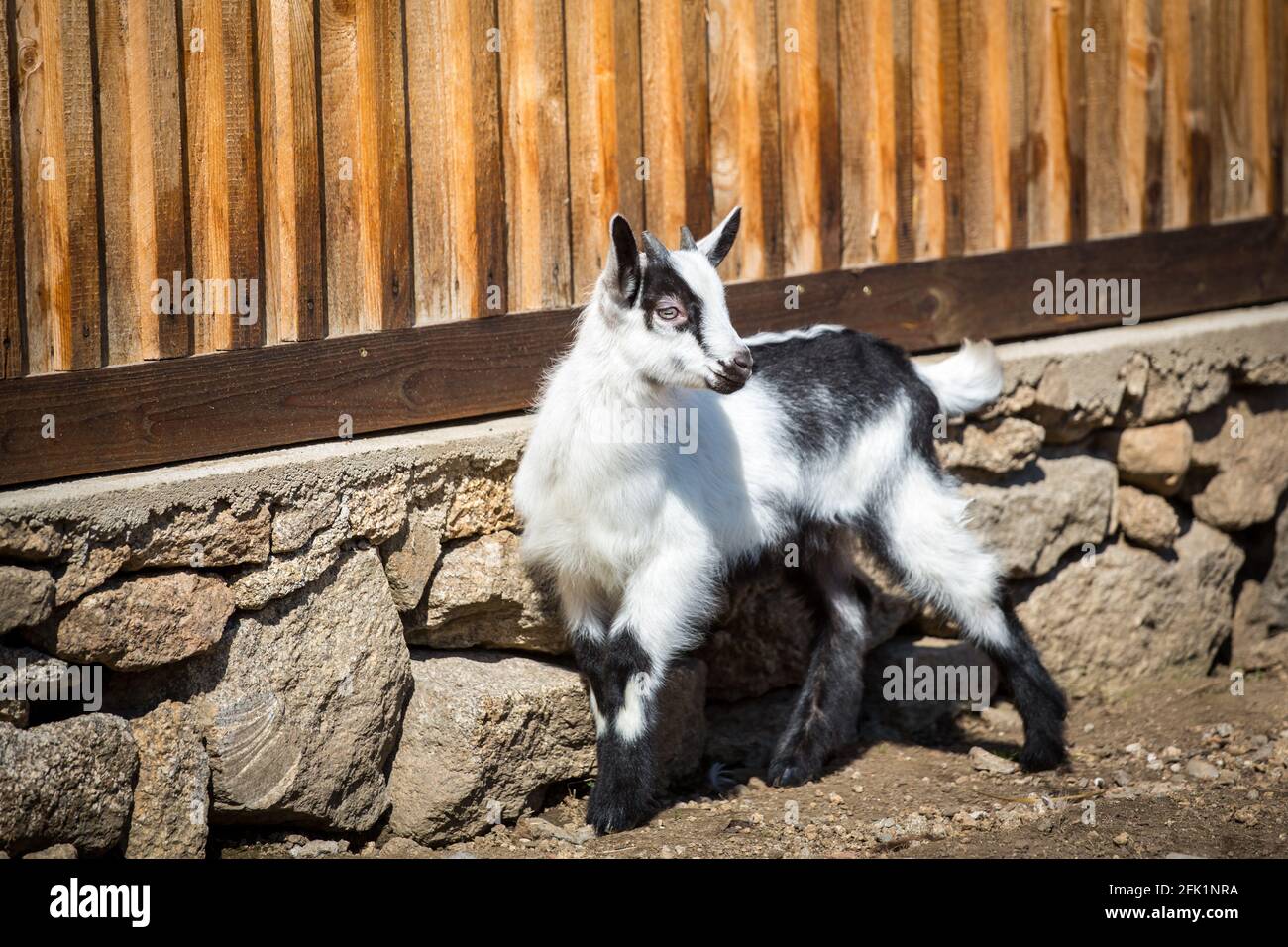 Kid goat of the breed "Pfauenziege" (peacock goat), an endangered goat ...