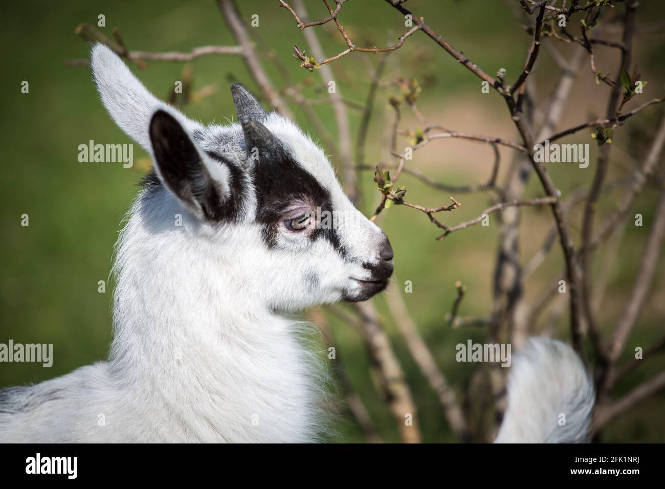 Kid goat of the breed "Pfauenziege" (peacock goat), an endangered goat ...