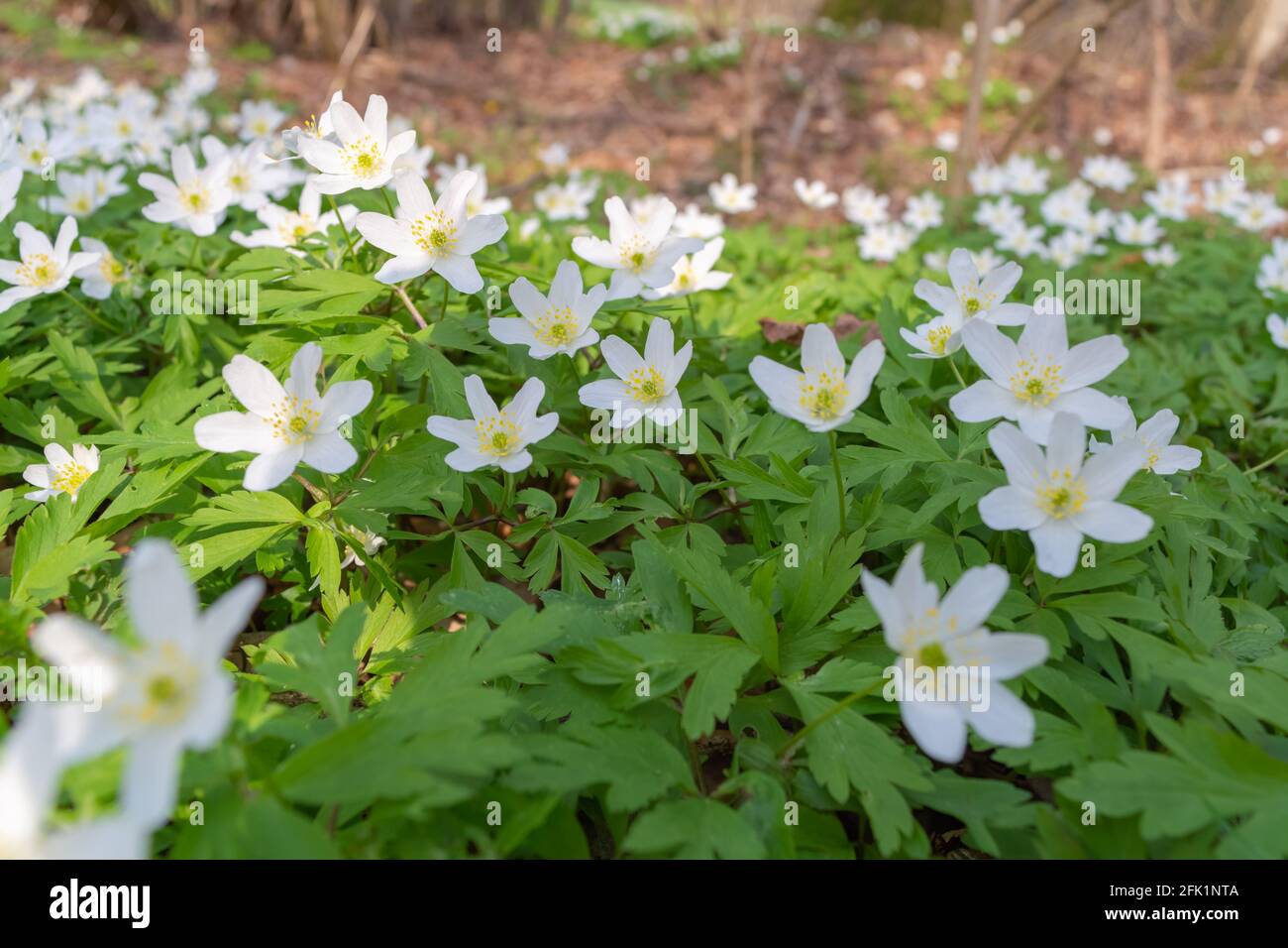Beautiful view of white anemone flowers in the field Stock Photo - Alamy