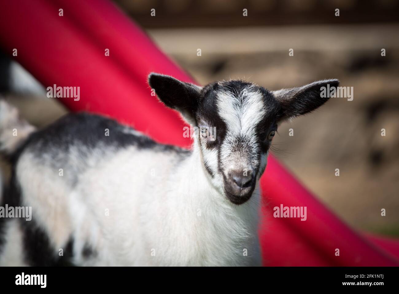 Kid goat of the breed "Pfauenziege" (peacock goat), an endangered goat ...