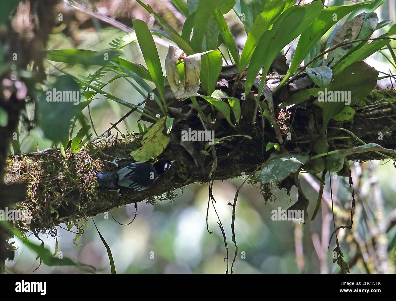 Sitta azurea hi-res stock photography and images - Alamy