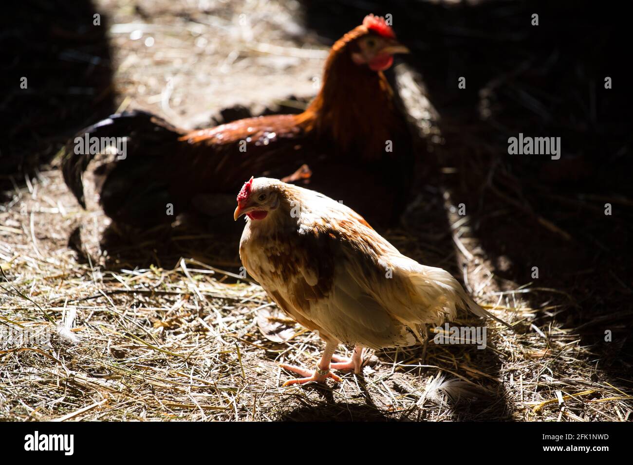 White hen of the small chicken breed Bantam chicken Stock Photo - Alamy