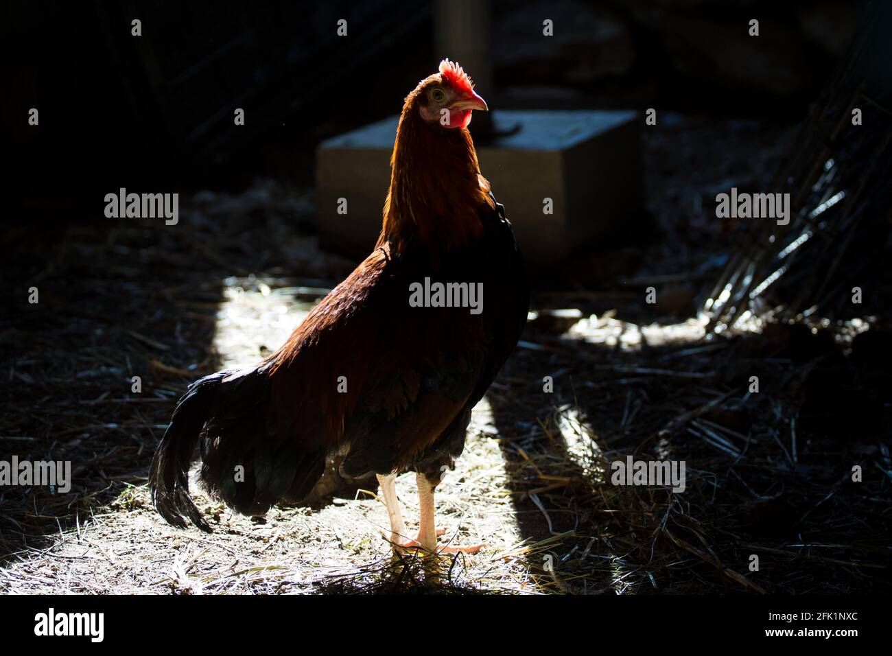 Young rooster of the Welsummer chicken, a chicken breed from Welsum ...