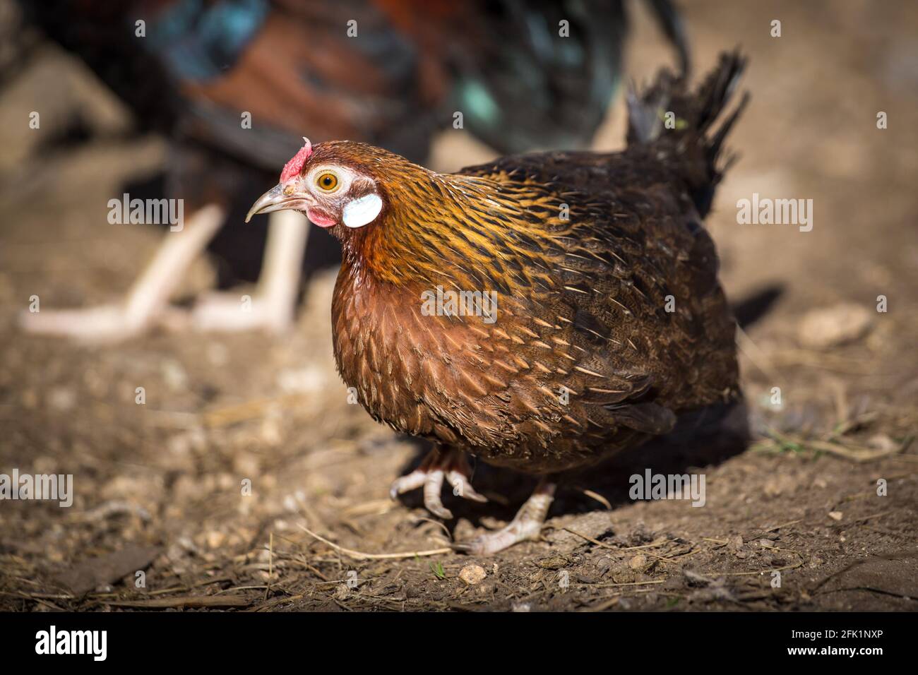 Brown hen of the small chicken breed Bantam chicken Stock Photo - Alamy