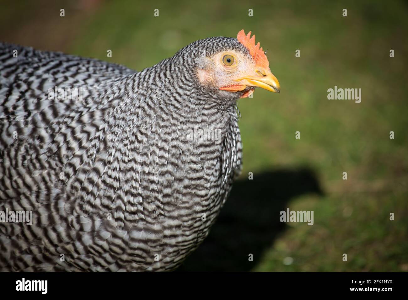 Young rooster hi-res stock photography and images - Alamy