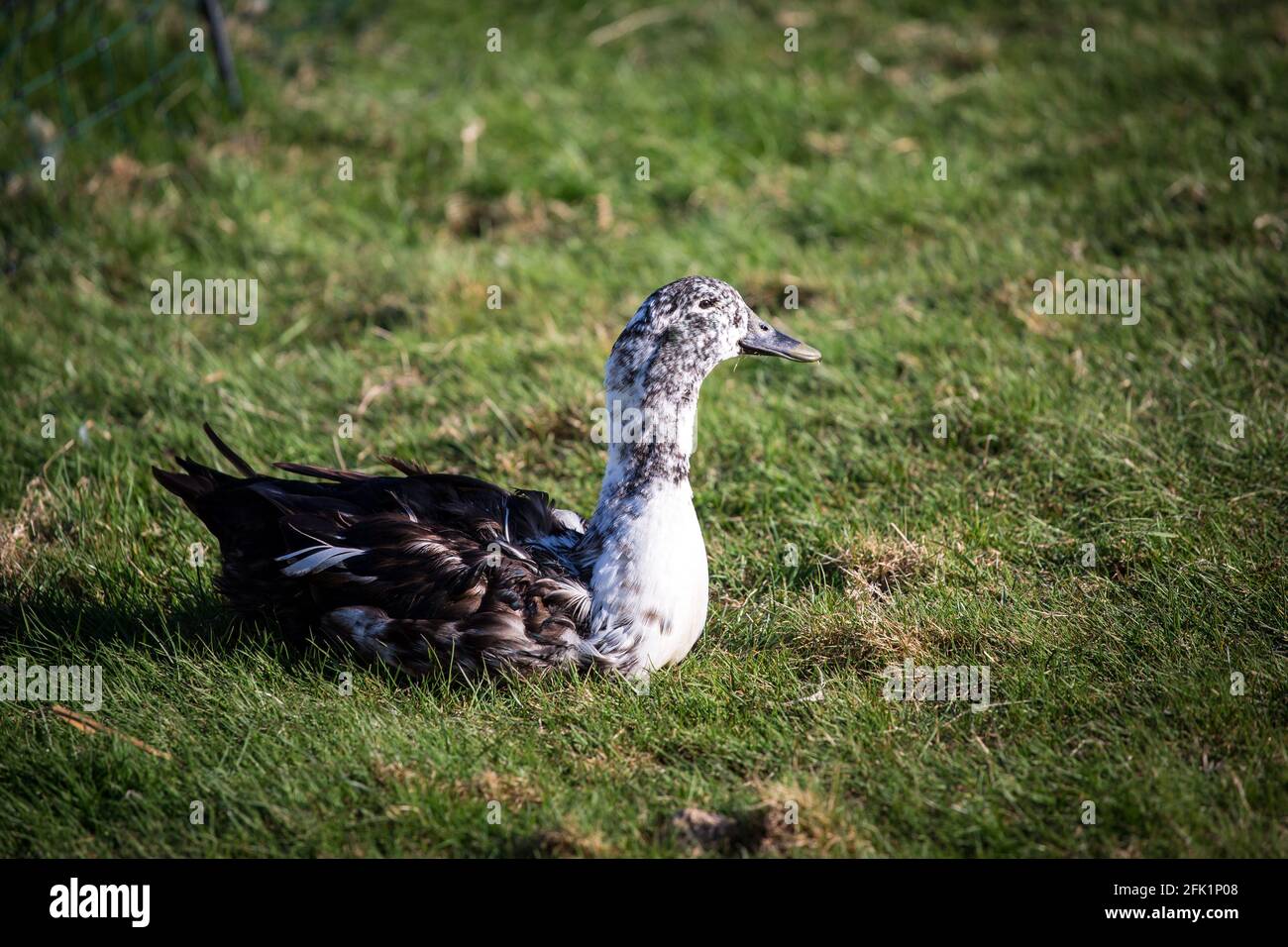 Old Pommeranian duck, an endangered duck breed from Germany Stock Photo ...