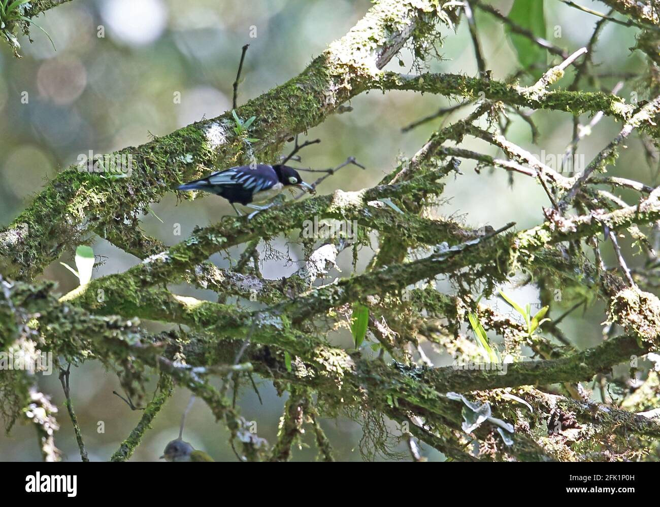 Blue Nuthatch (Sitta azurea expectata) adult on mossy branch catching ...
