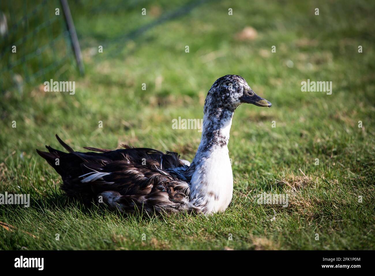Old Pommeranian duck, an endangered duck breed from Germany Stock Photo ...