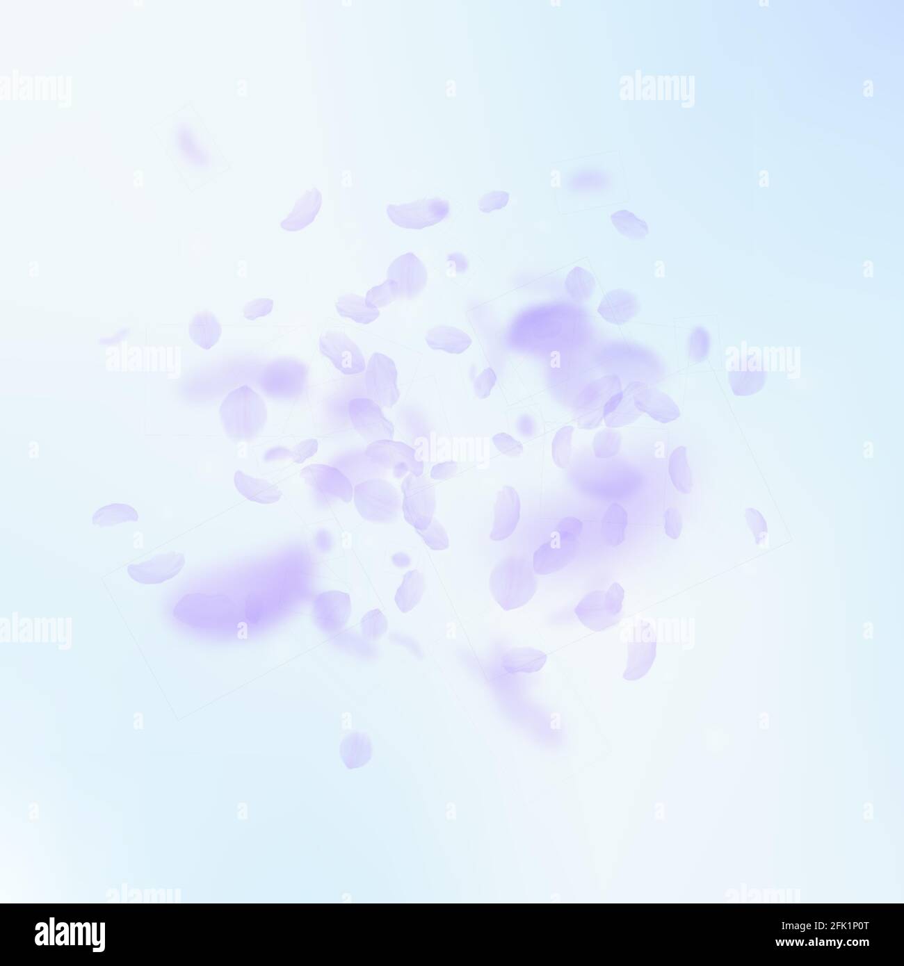 Violet flower petals falling down. Fresh romantic flowers explosion ...