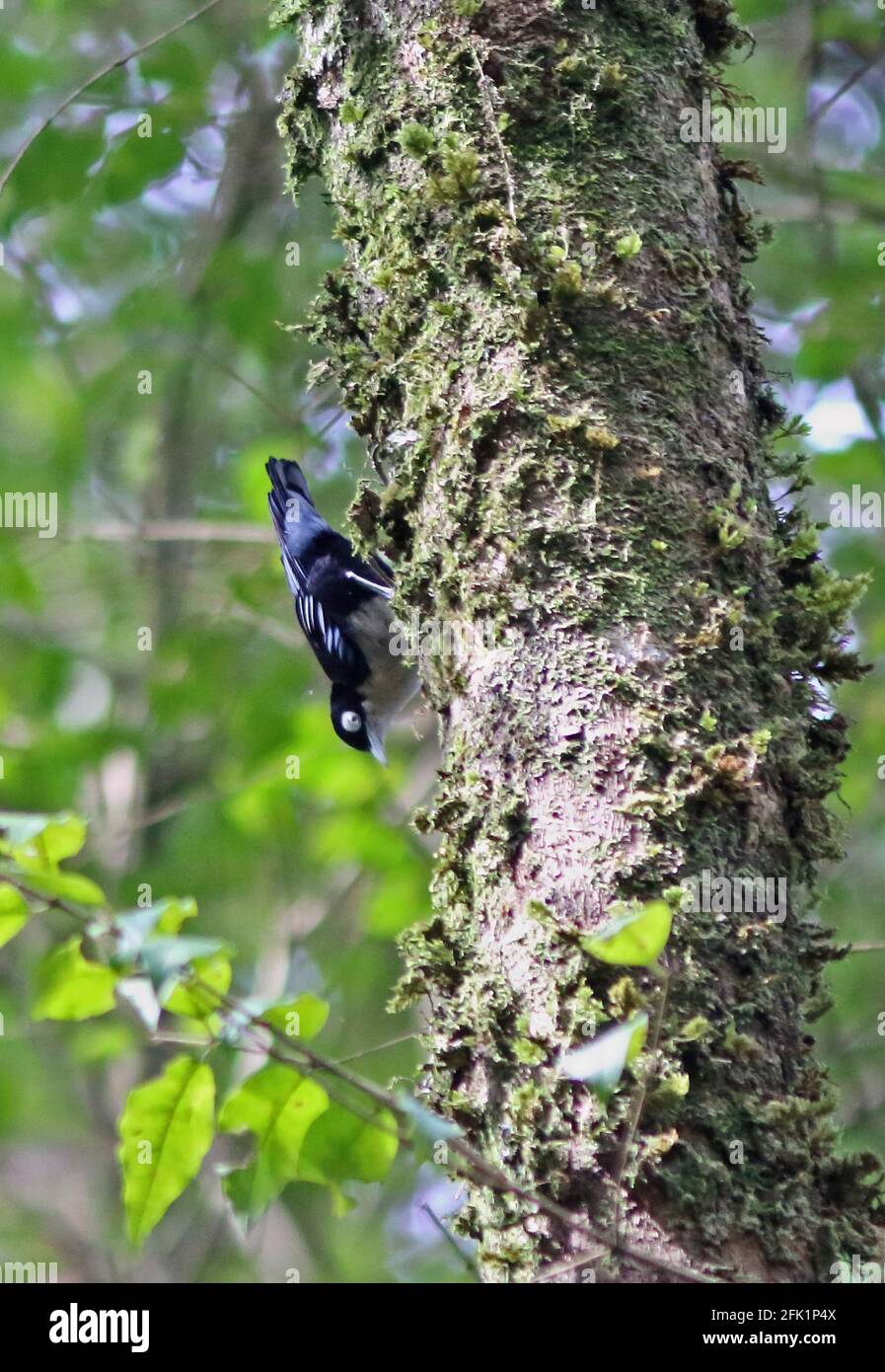 Blue Nuthatch (Sitta azurea expectata) adult on mossy tree trunk ...