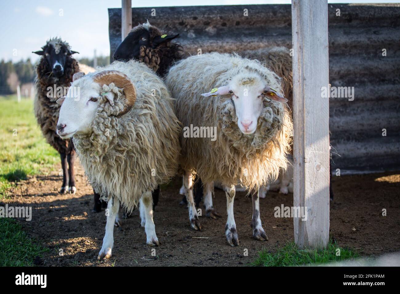 Waldschaf hi-res stock photography and images - Alamy