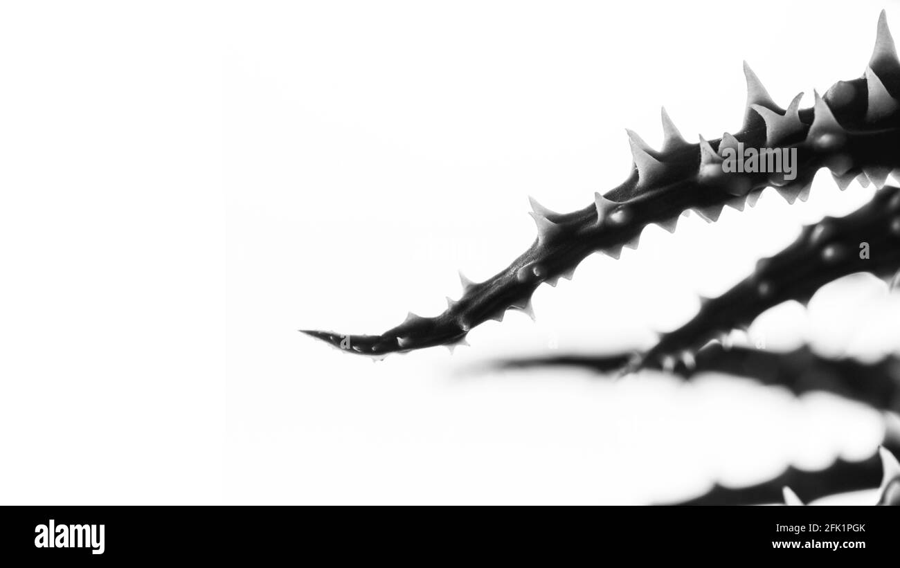Black and white aloe hi-res stock photography and images - Alamy