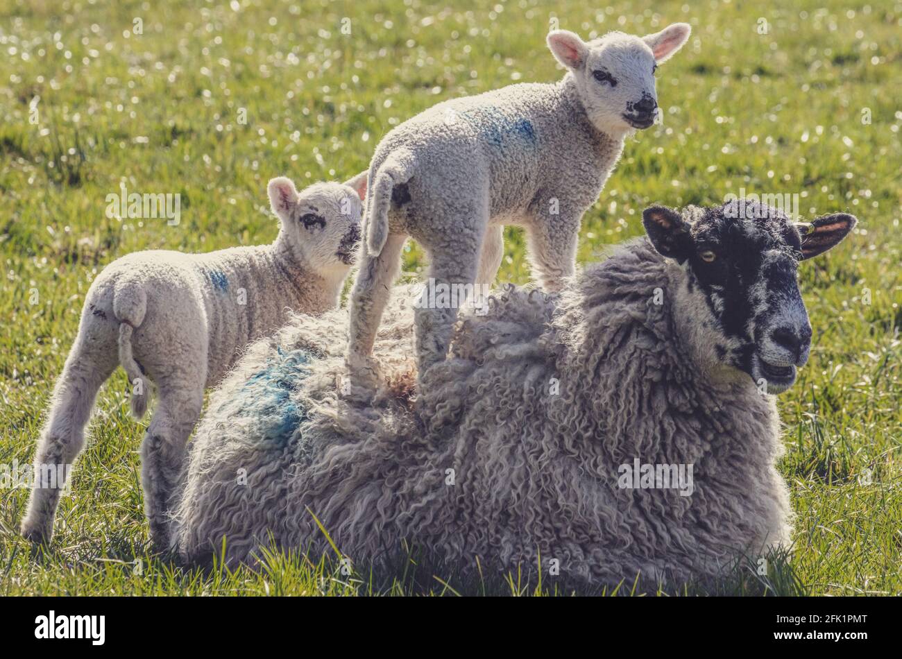 Spring Lamb using its Mother as a Climbing Frame Stock Photo - Alamy