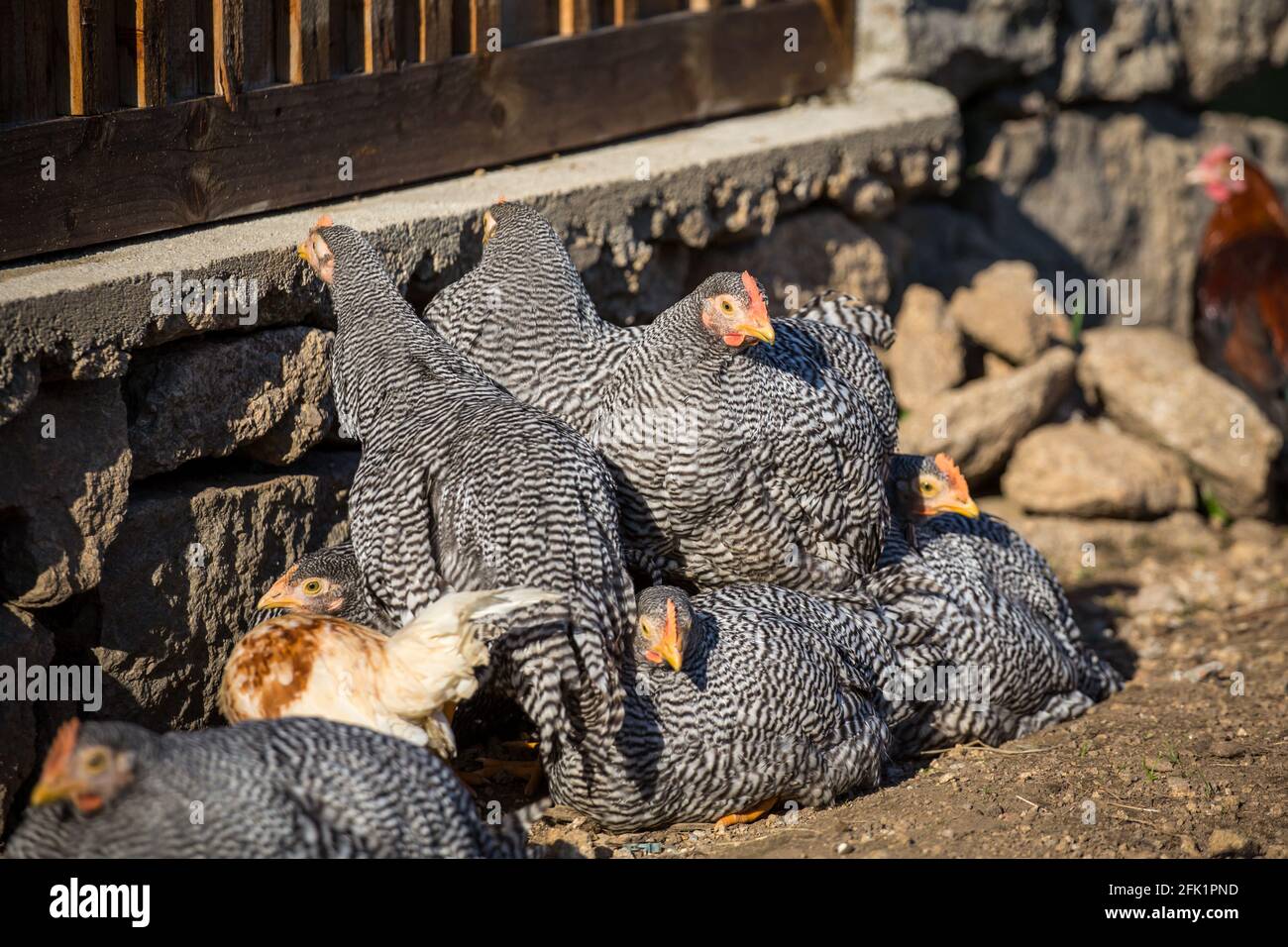 Group of young free range Amrock chickens Stock Photo - Alamy