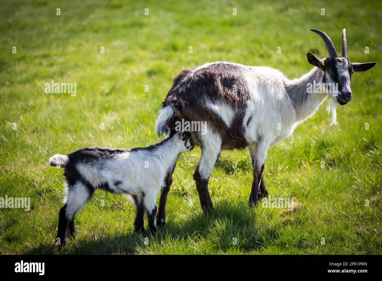 Goat and kid goat of the breed "Pfauenziege" (peacock goat), an ...