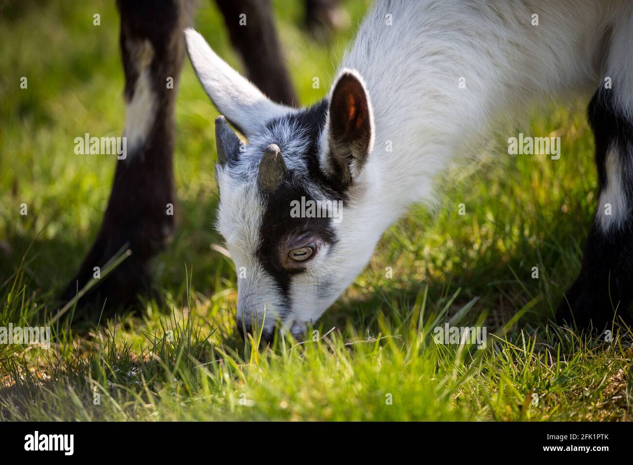 Kid goat of the breed "Pfauenziege" (peacock goat), an endangered goat ...