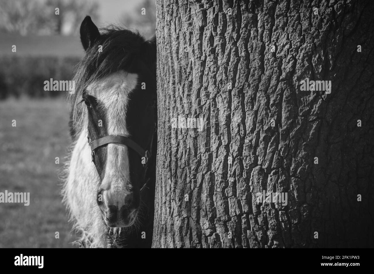 Beast in the sun Black and White Stock Photos & Images - Alamy