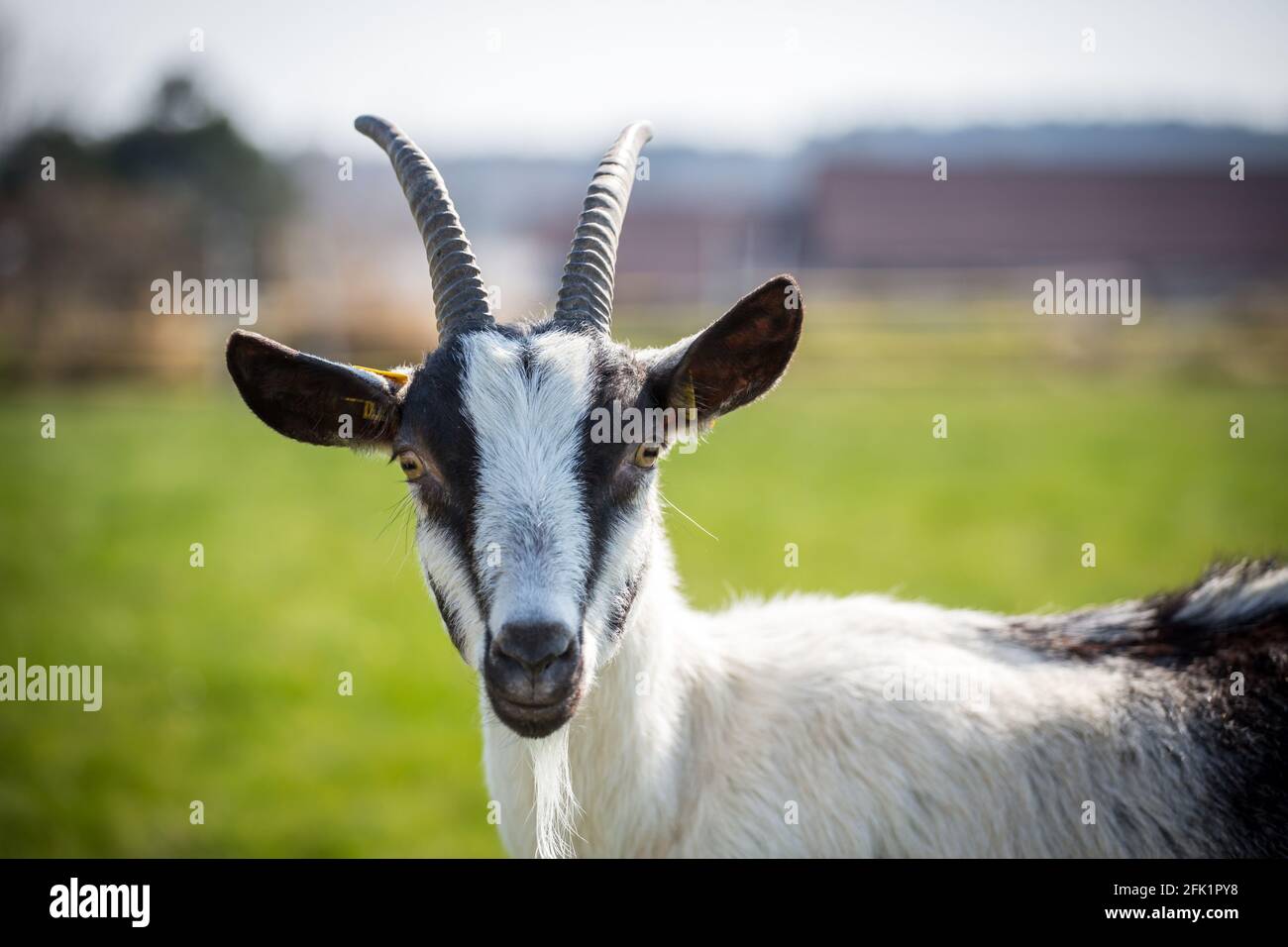 Goat of the breed "Pfauenziege" (peacock goat), an endangered goat ...