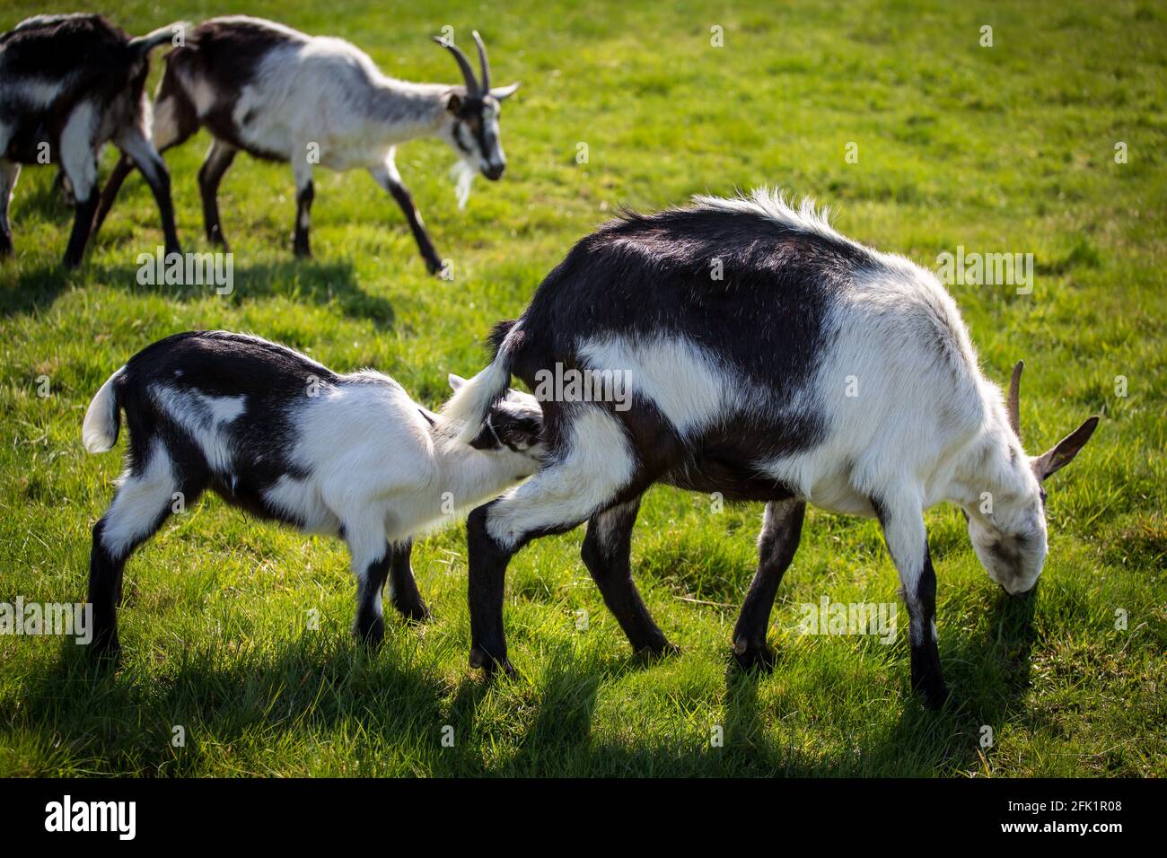 Goats and kid goat of the breed "Pfauenziege" (peacock goat), an ...