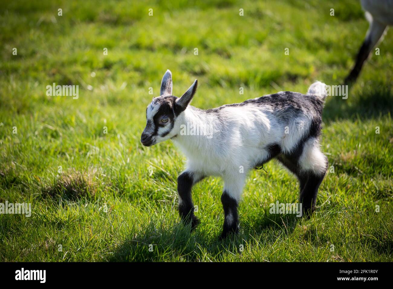 Kid goat of the breed "Pfauenziege" (peacock goat), an endangered goat ...