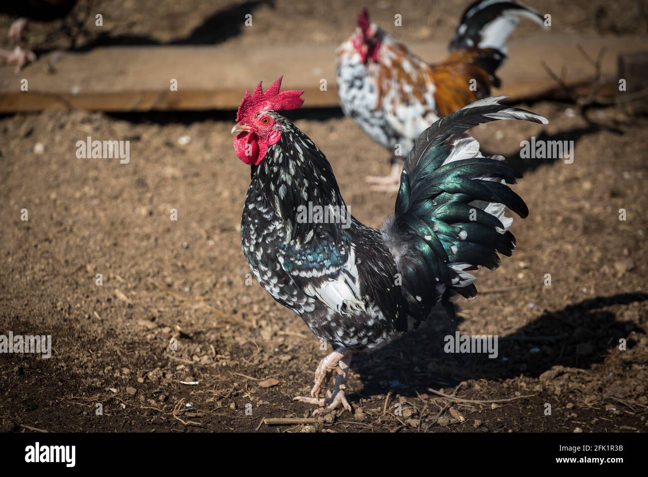 Stoapiperl/ Steinhendl rooster, a critically endangered chicken breed ...