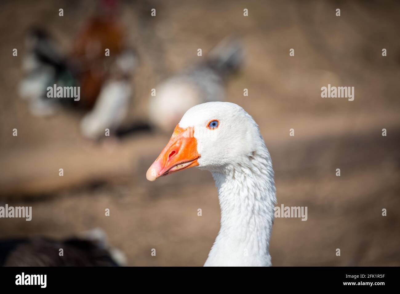 Österreichische Landgans, an endangered goose breed from Austria Stock ...