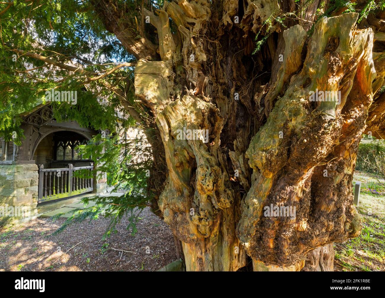 Veteran male yew tree in St Mary's churchyard at Billingsley ...