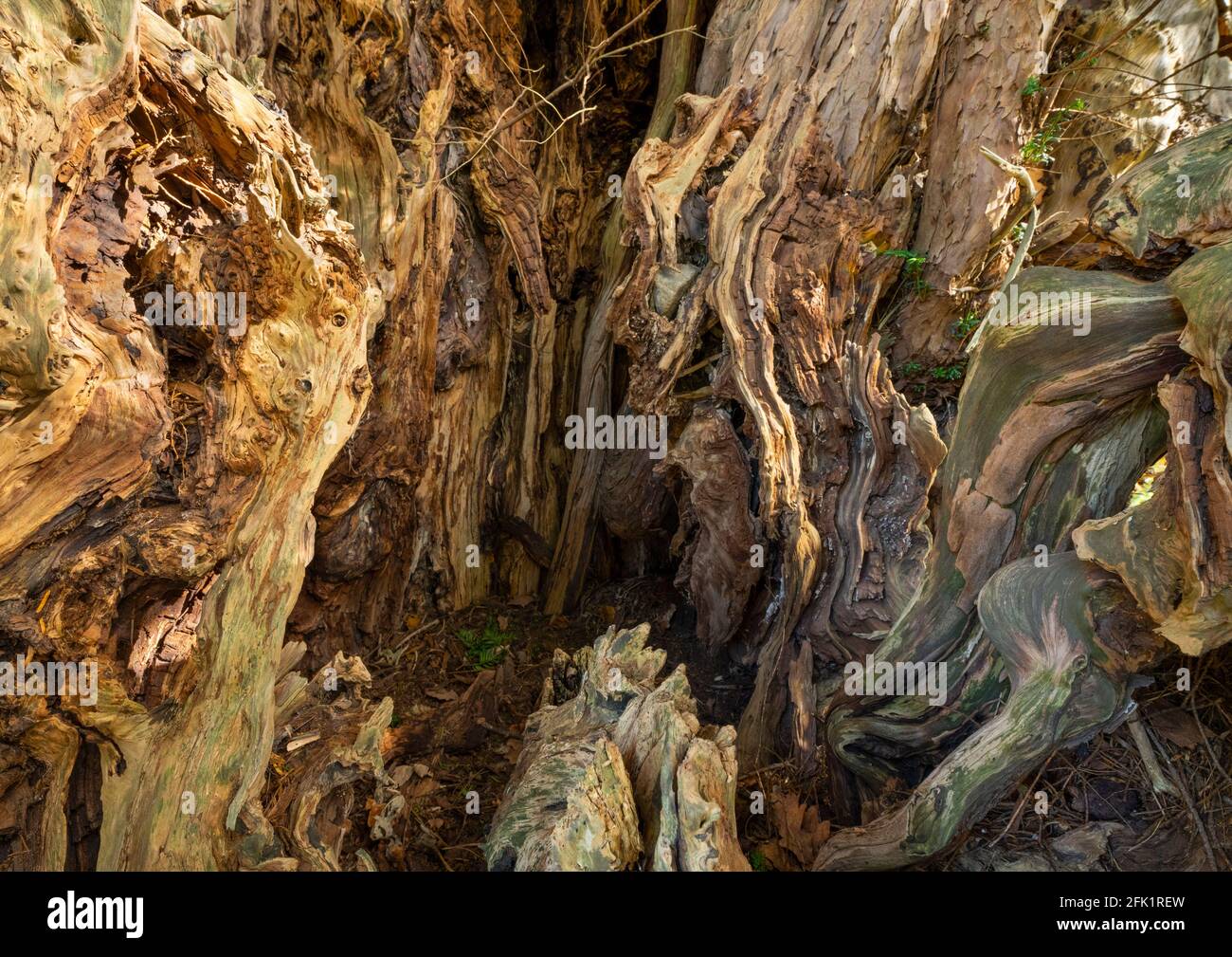 The interior of a veteran male yew tree in St Mary's churchyard at ...