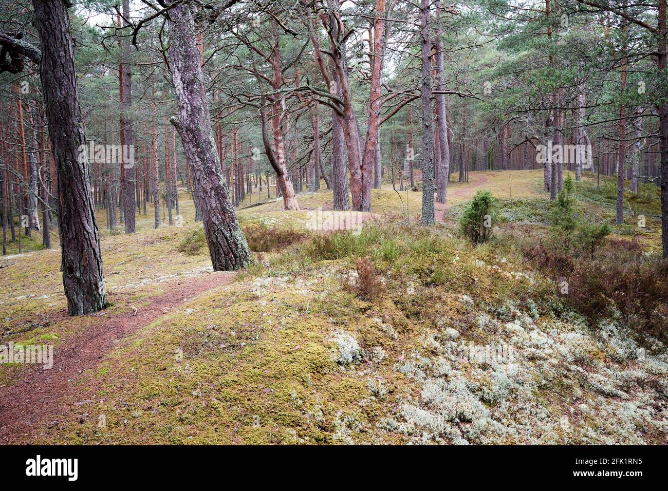 Seaside forest in Jurmala city Latvia Stock Photo - Alamy