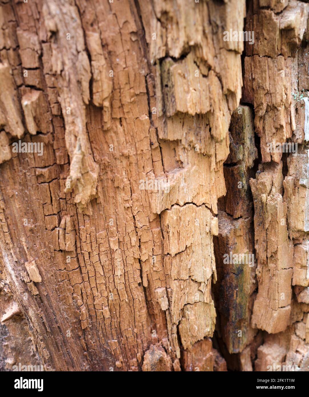 Weathered pine tree trunk in details Stock Photo - Alamy