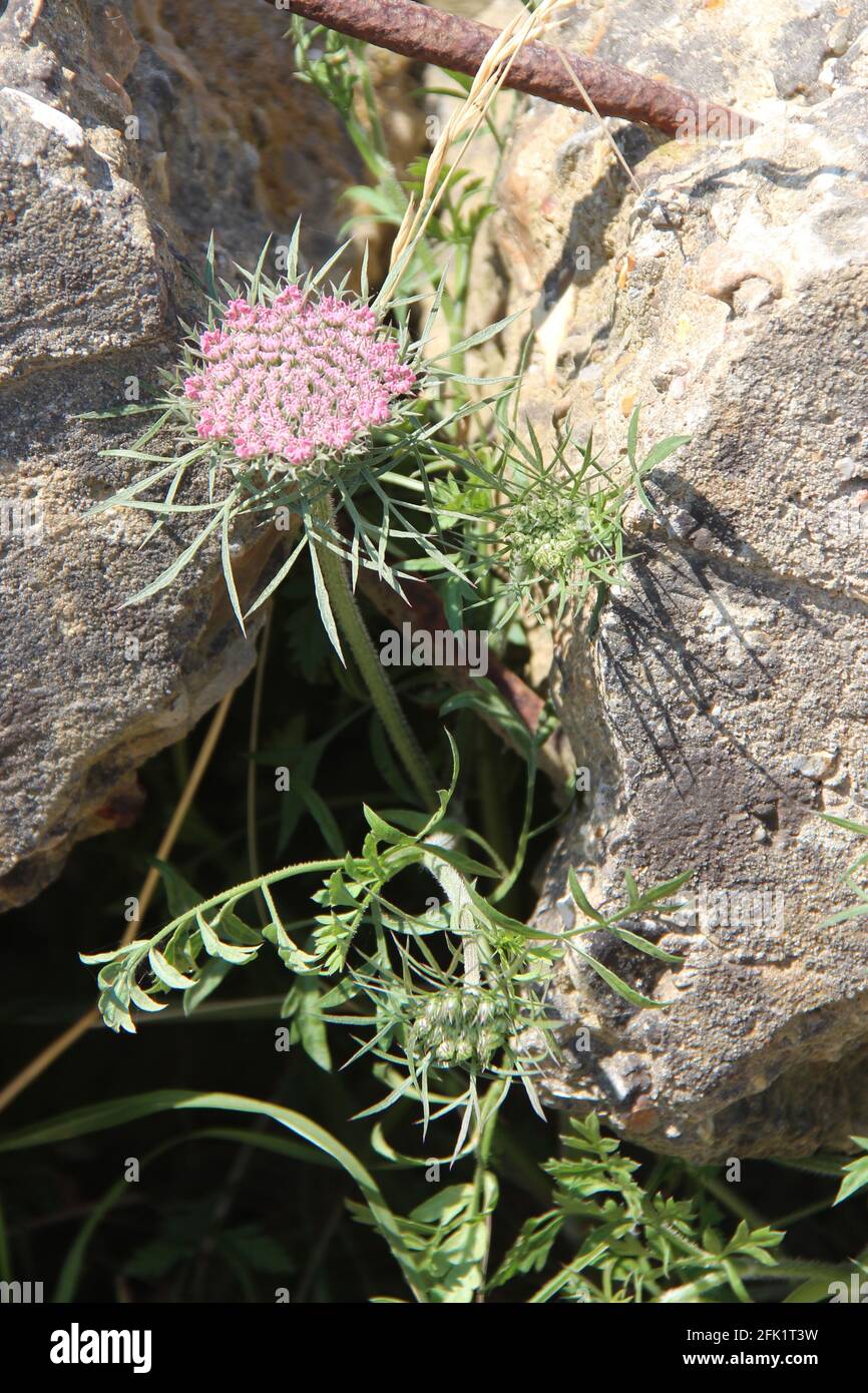 Tige stone hi-res stock photography and images - Alamy