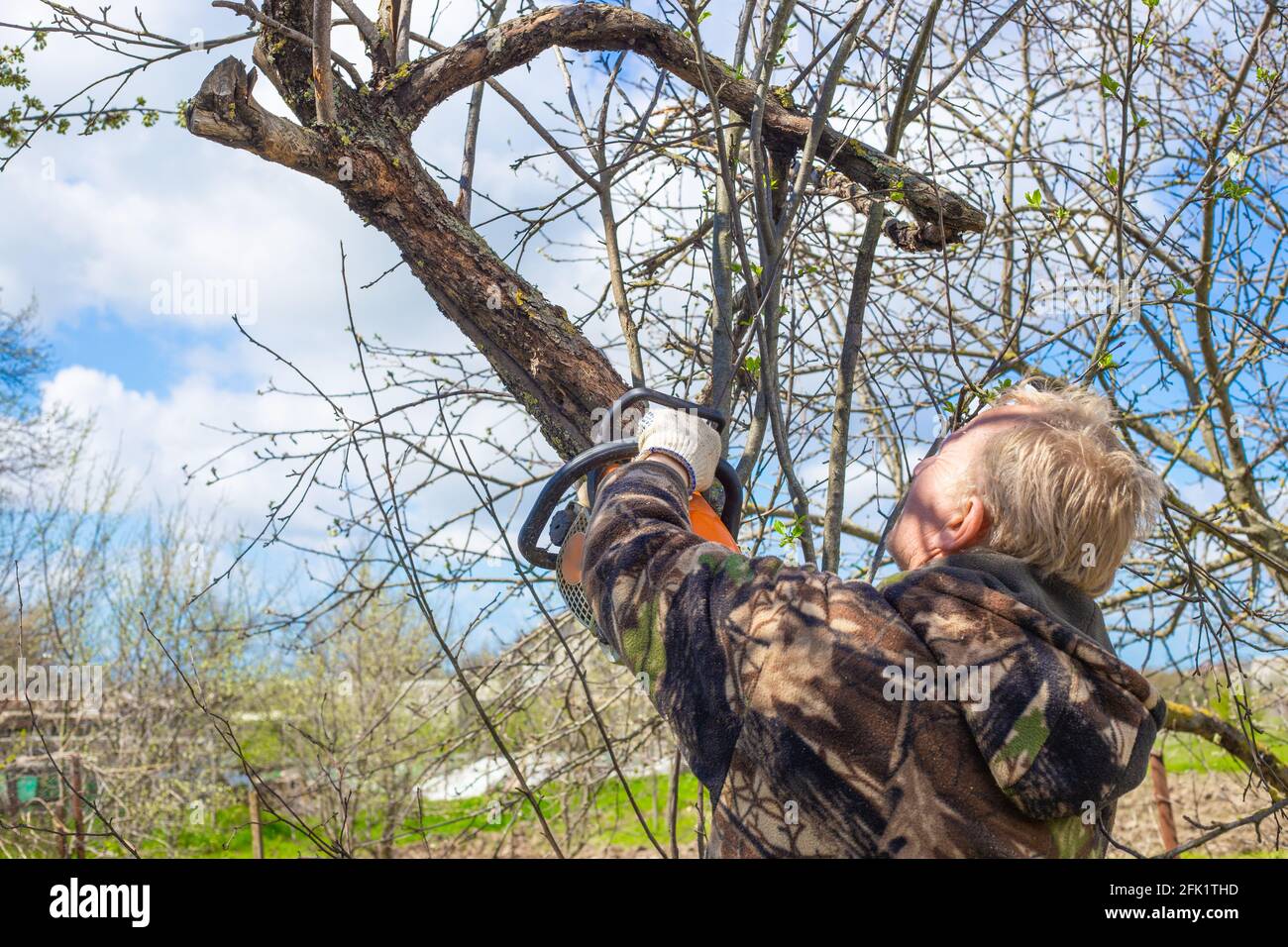 A man with a chainsaw makes pruning of dry branches of old trees in ...