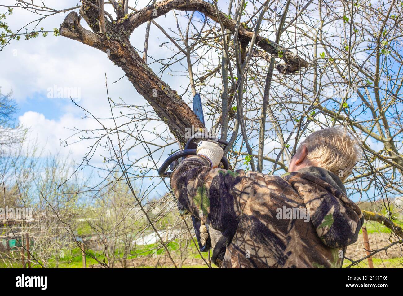 A man with a chainsaw makes pruning of dry branches of old trees in ...