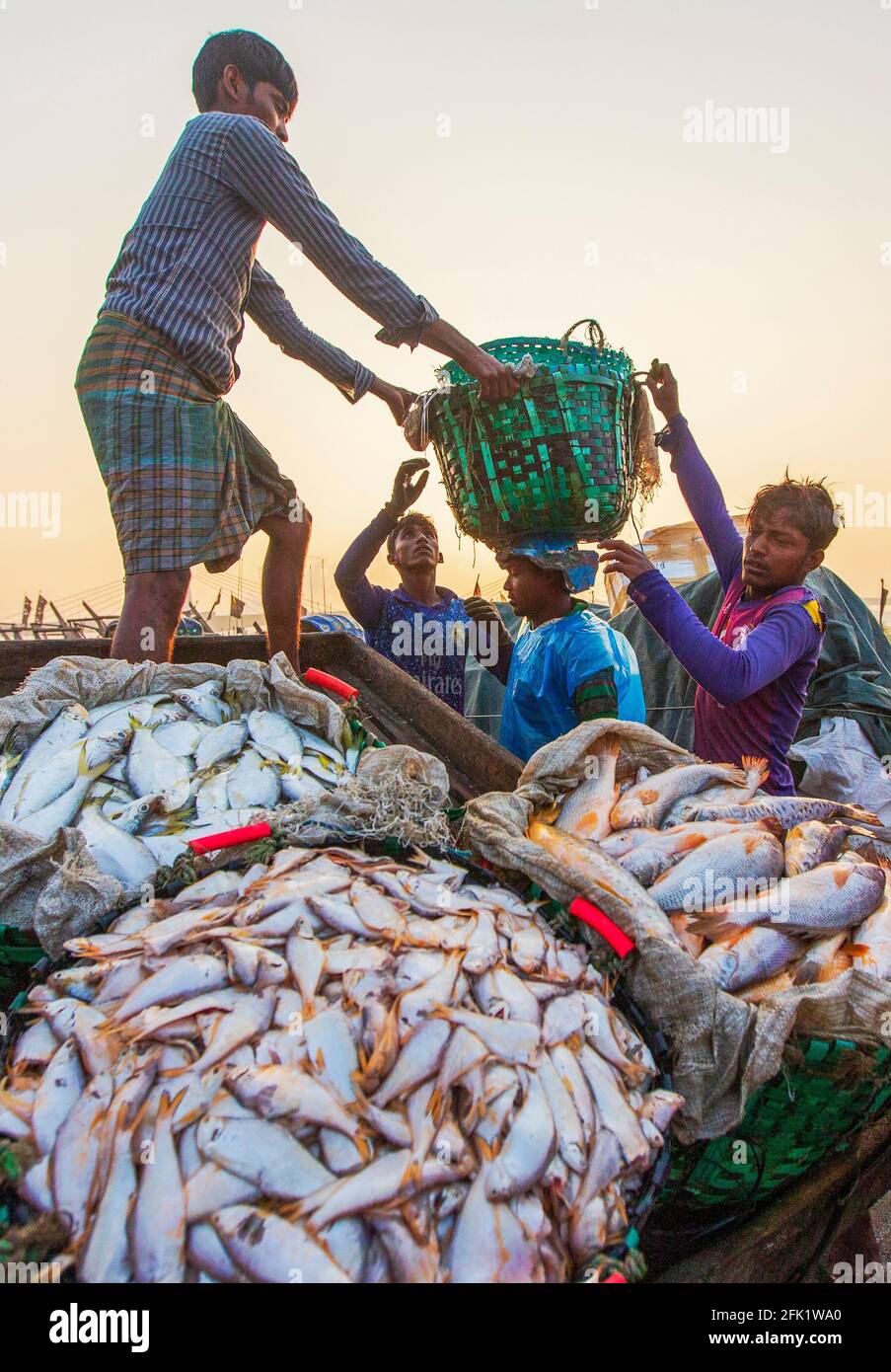 Workers are busy unloading fish from fish trawlers at Fishery Ghat in ...
